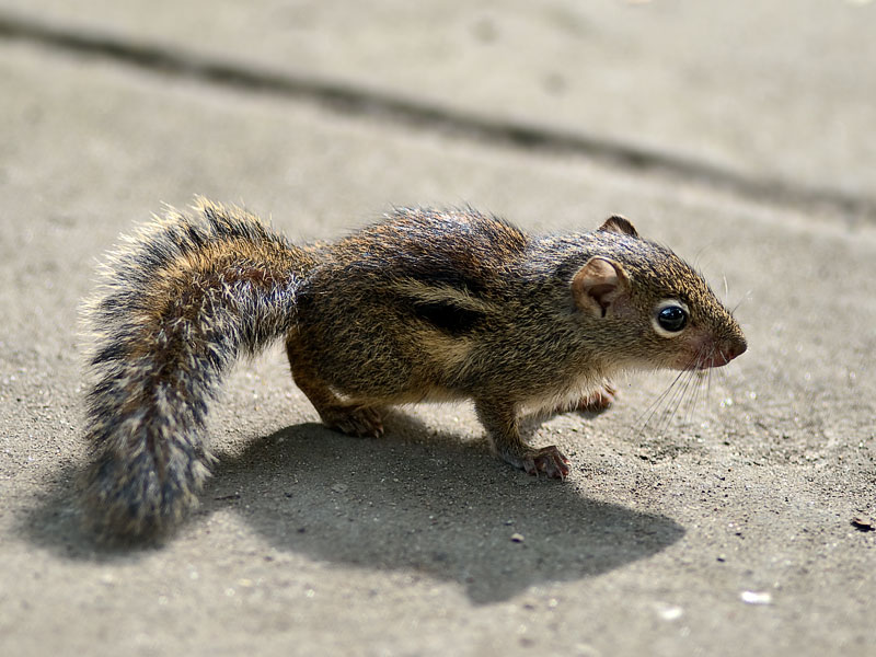 Mô hình chăn nuôi phối hợp mi ni | Page 2 | Diễn đàn Nông nghiệp Việt Nam